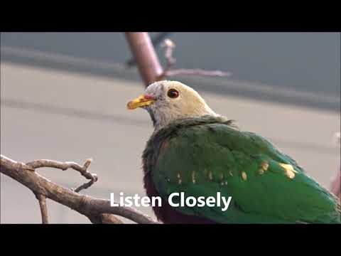 Wompoo Fruit Dove