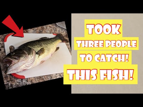 HOW IT TOOK THREE PEOPLE TO CATCH ONE FISH - YouTube