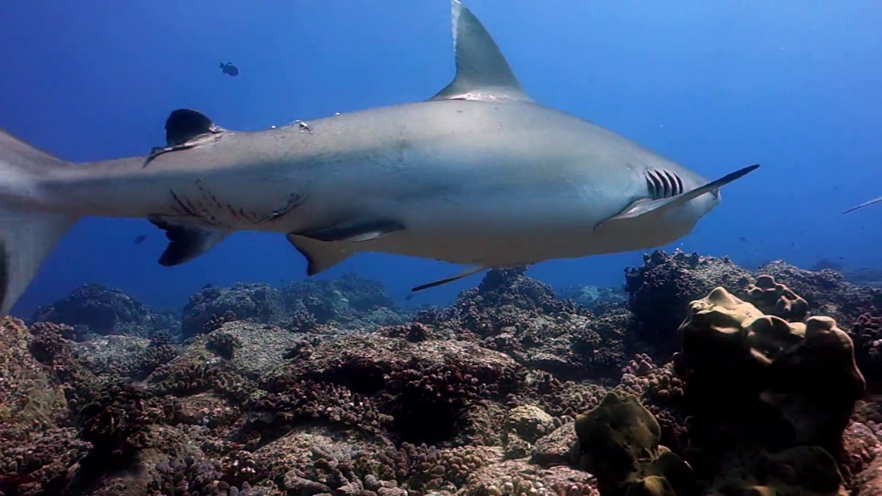 Diving Mauritius Shark dive Ocean Spirit - YouTube