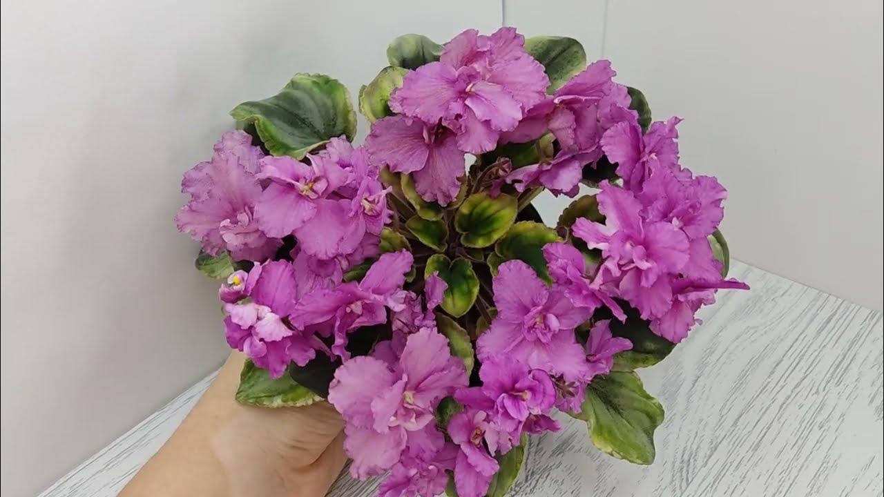 Фиалка РС-Вещунья - YouTube