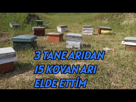 Çıta hesabı sattığımız arıyı nasıl bölme uygulamasıyla satılır uygulamalı gösterim ne fayda