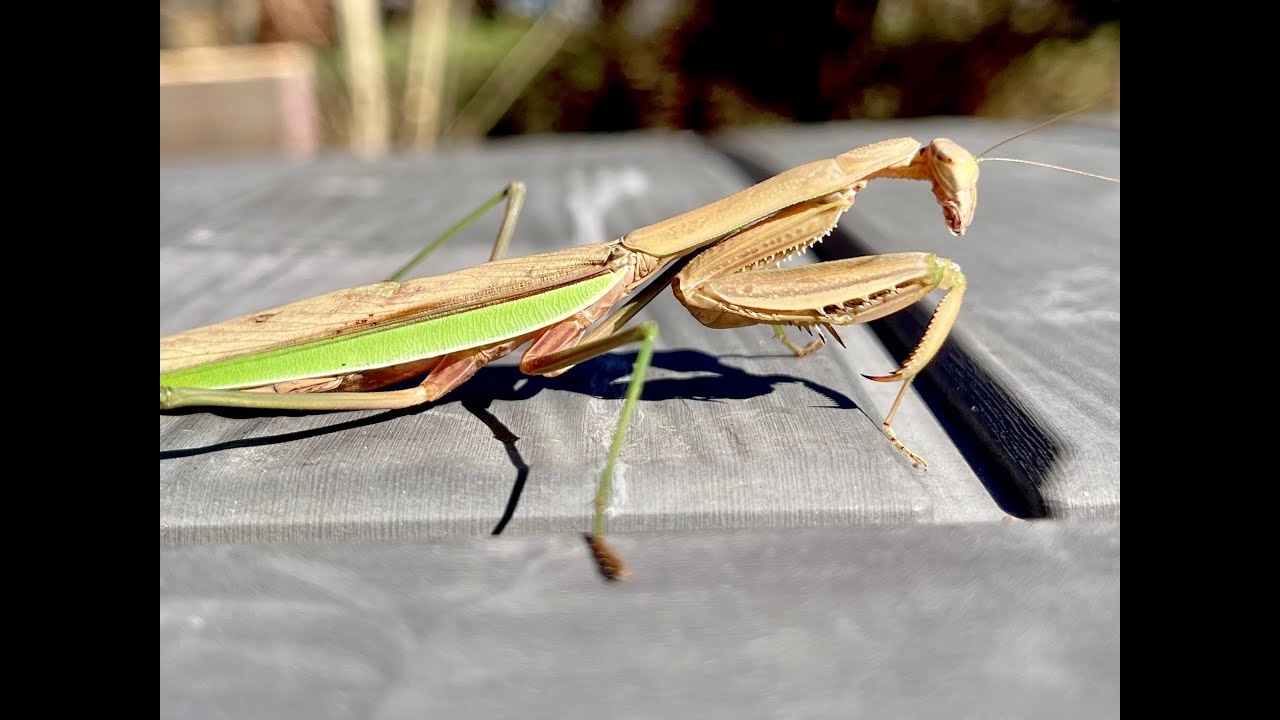Praying Mantis Walk - YouTube