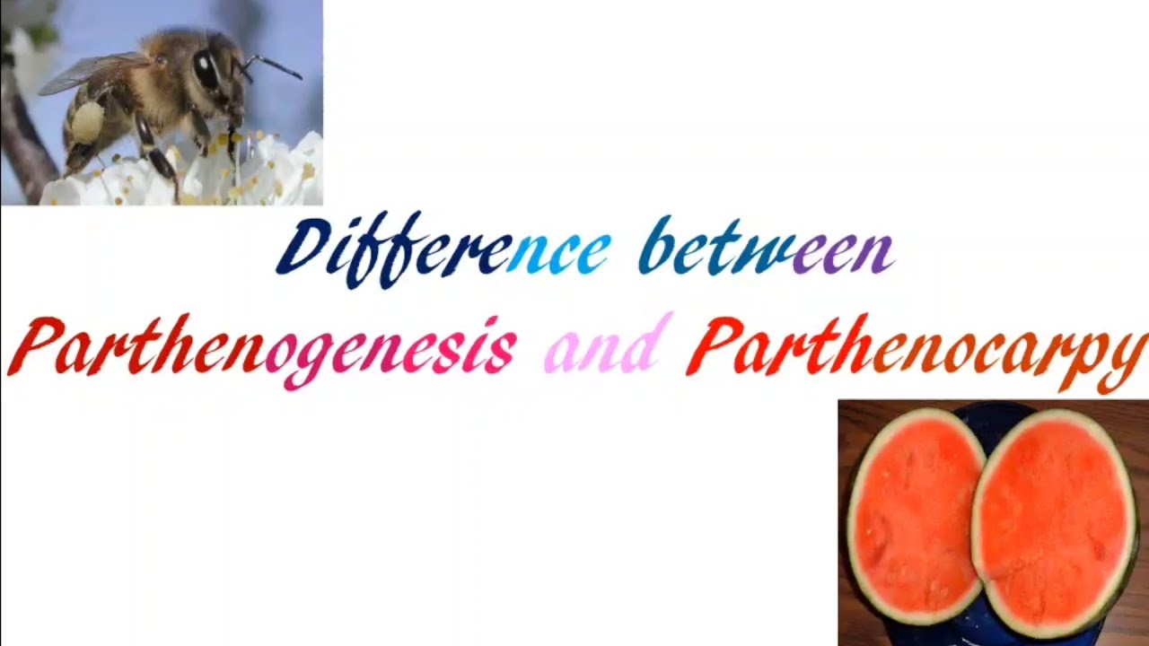 Difference between Parthenogenesis and Parthenocarpy|REPRODUCTION ...