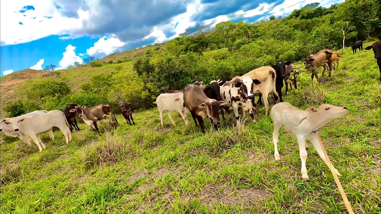 CURANDO BEZERRO COM BICHEIRA! - YouTube