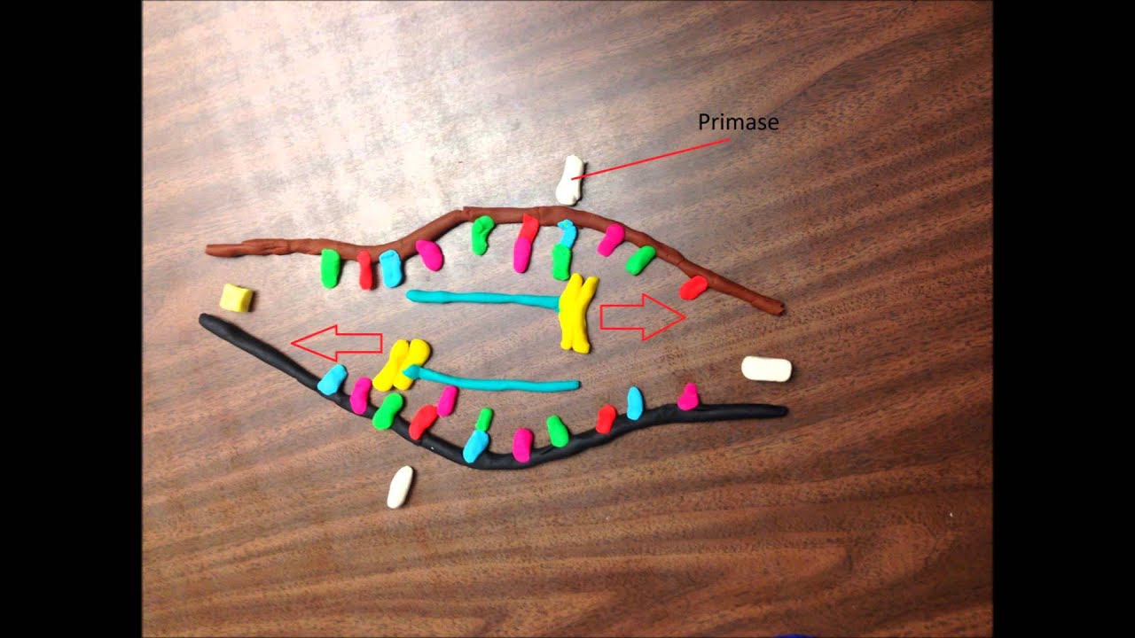 Claymation Animation of DNA Replication - YouTube