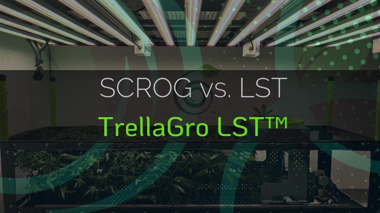 SCROG vs TrellaGro LST™ - YouTube