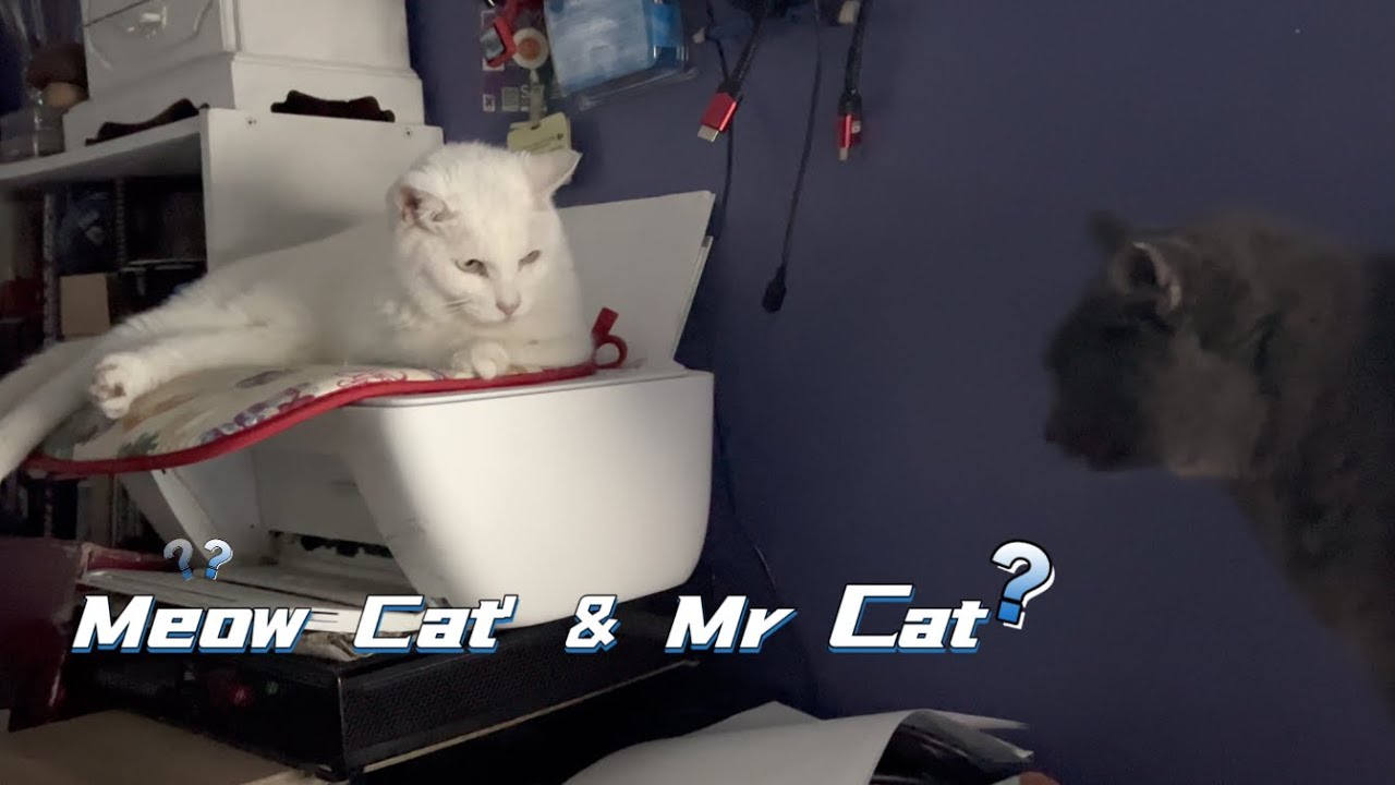 Meow Cat, Mr Cat & Family Smart Kitty Life - YouTube