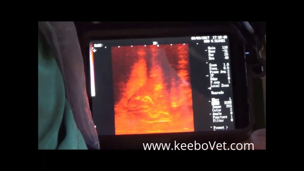 A Veterinarian Discovers a Dead Fetus inside a Sheep with the RKU-10 ...