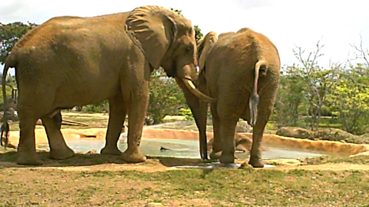 African Elephants 1 bathing 1 pooping and peeing N a 3rd chilling at ...
