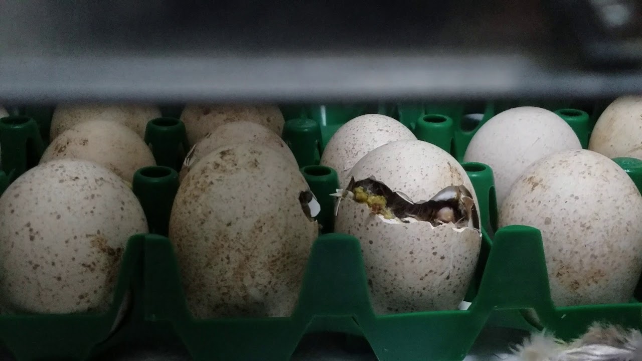 Baby Bourbon Red Turkey Poults Hatching - YouTube