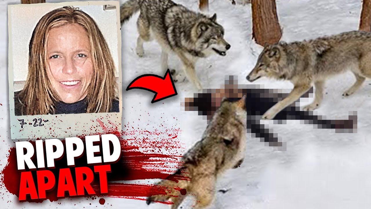 The HORRIFYING Last Minutes of Candice Berner Eaten Alive By Wolf Pack ...
