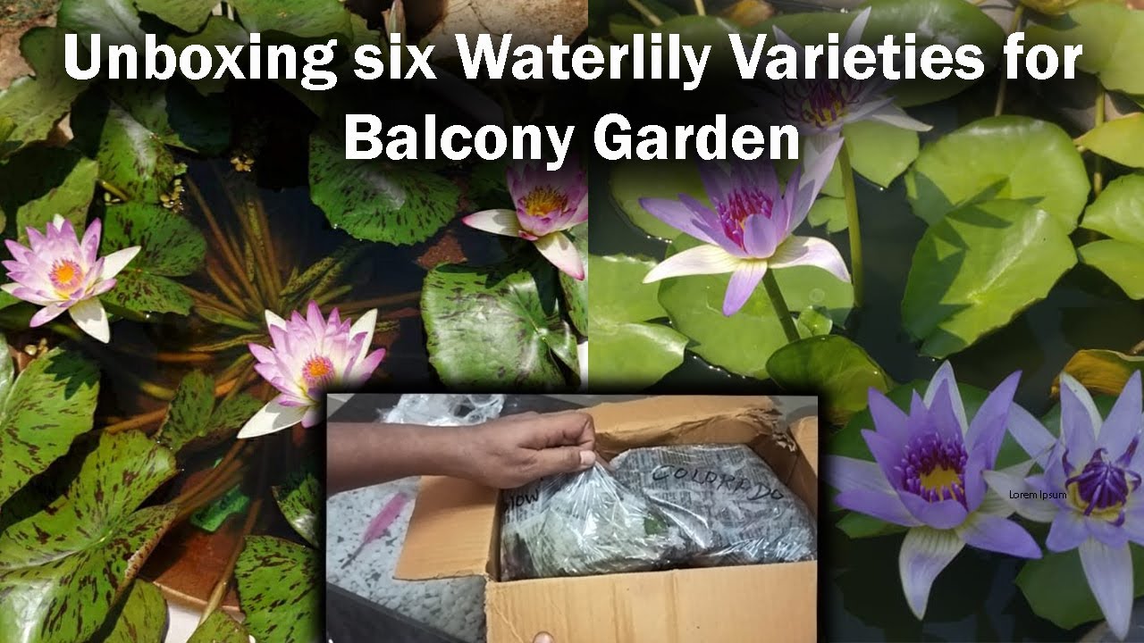 6 types of super beautiful water lily, many flowers, easy to grow in ...
