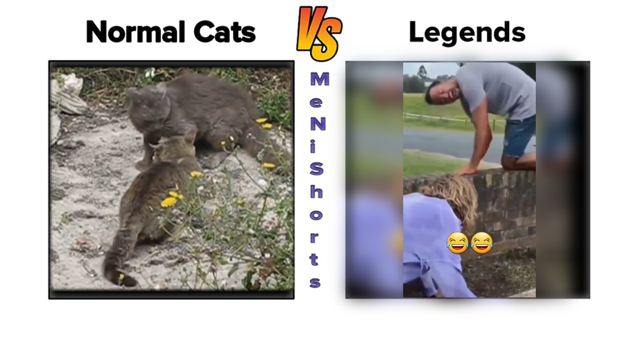 Normal Cats vs Legends 😂😂 | Funny Cats that make you laugh 🤣🤣 ...