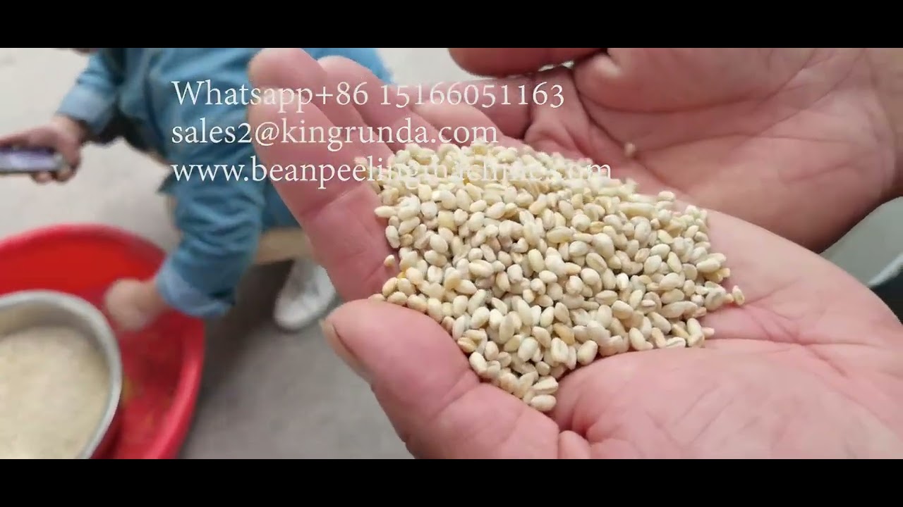 Wheat peeling machine/wheat skin removing machine/wheat peeler/how to ...