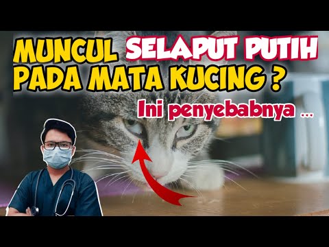 PENYEBAB SELAPUT PUTIH KELUAR PADA MATA KUCING || drh Mirza Yusa || DOKTER HEWAN