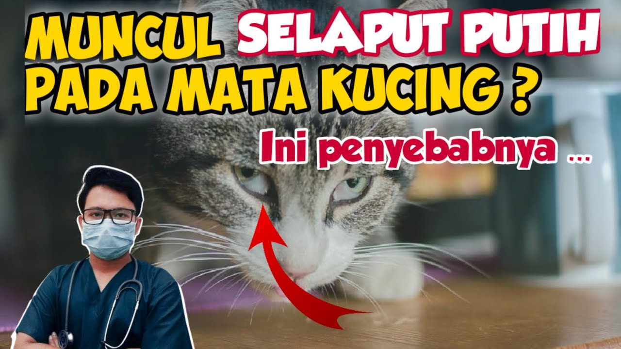 PENYEBAB SELAPUT PUTIH KELUAR PADA MATA KUCING || drh Mirza Yusa ...