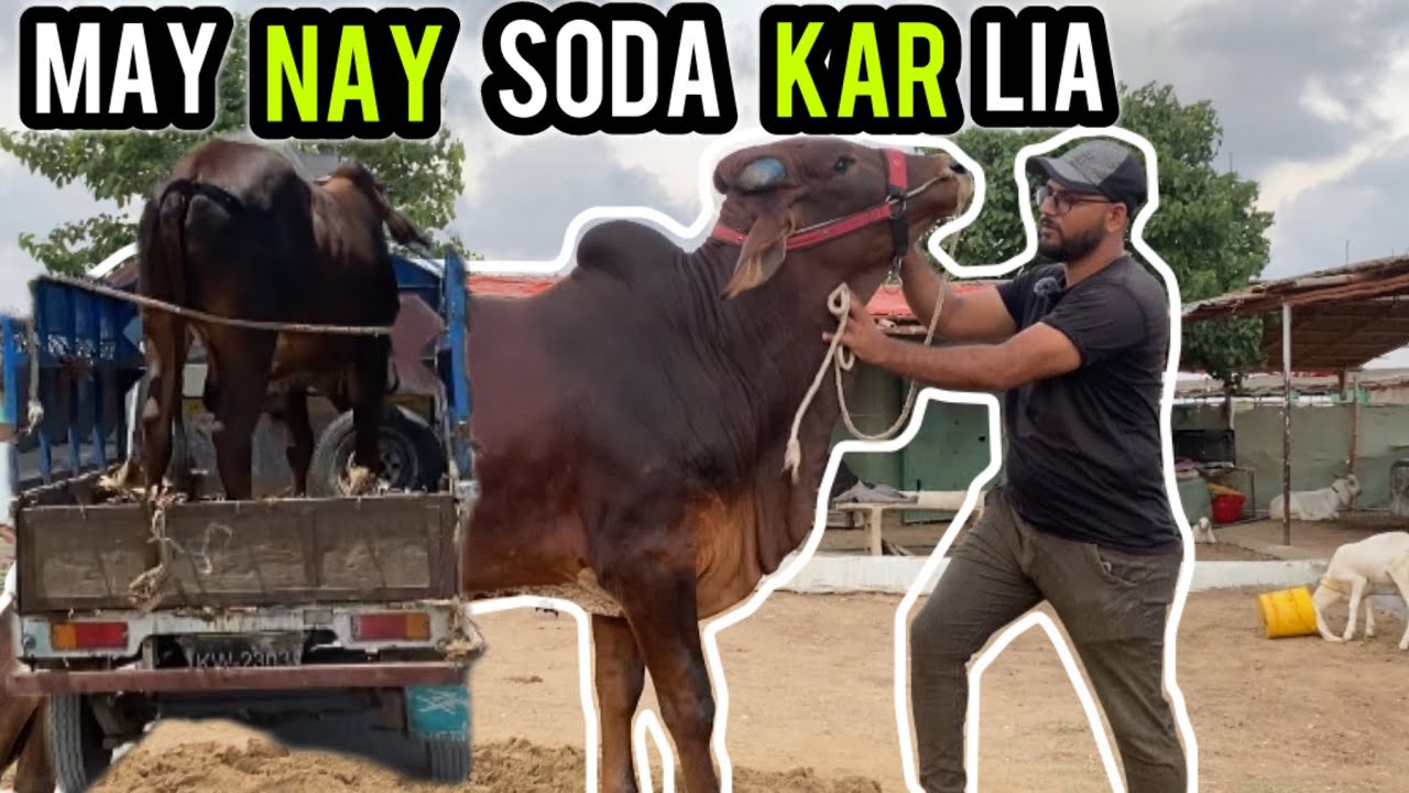 AB BIKNAY K LIYAY HAZIR 🙂 DUSRA GHAR | COW MANDI 2024 - YouTube