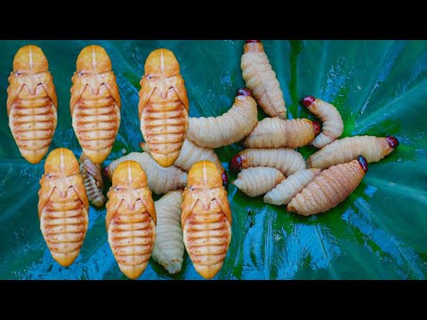 Worm In Palm Tree,In Coconut Tree - YouTube