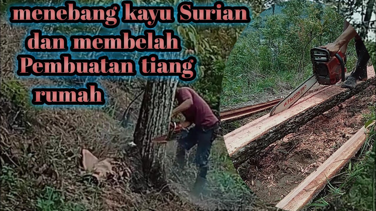 penebangan kayu surian dan pembuatan tiang rumah !! chainsaw ( FALCON ...