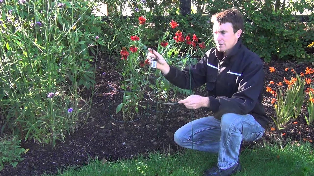 Medium Half Moon Plant Supports - YouTube