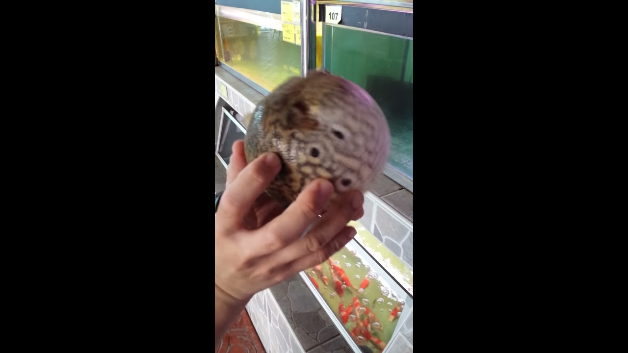 河豚怎么保护自己 (How Puffer Fish Protect Themselves) - YouTube