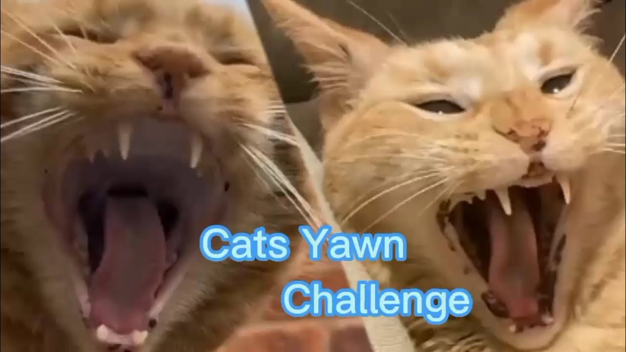 Cats Meows And Yawns At The Same Time | Epic Cats Yawn Challenge ...