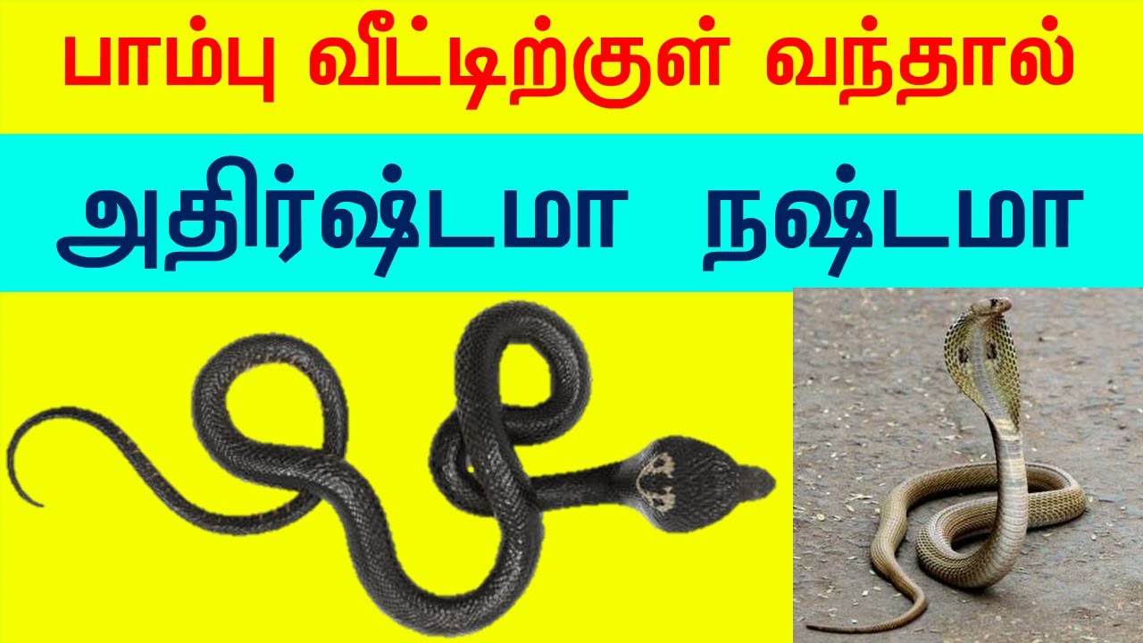 பாம்பு வீட்டிற்குள் வந்தால் அதிர்ஷ்டமா நஷ்டமா|pambu veetuku vanthal ...
