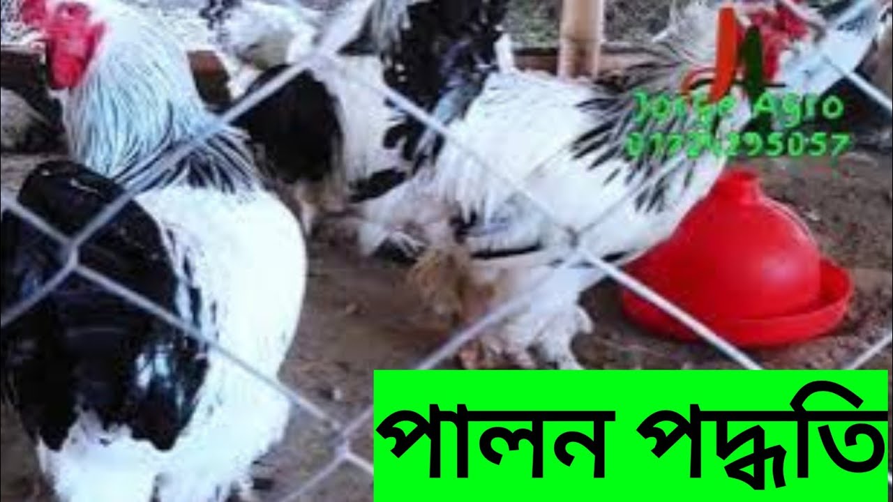 সৌখিন মুরগি পালন পদ্ধতি,,, Fancy Chicken Farm 🦆🦚🐓 - YouTube