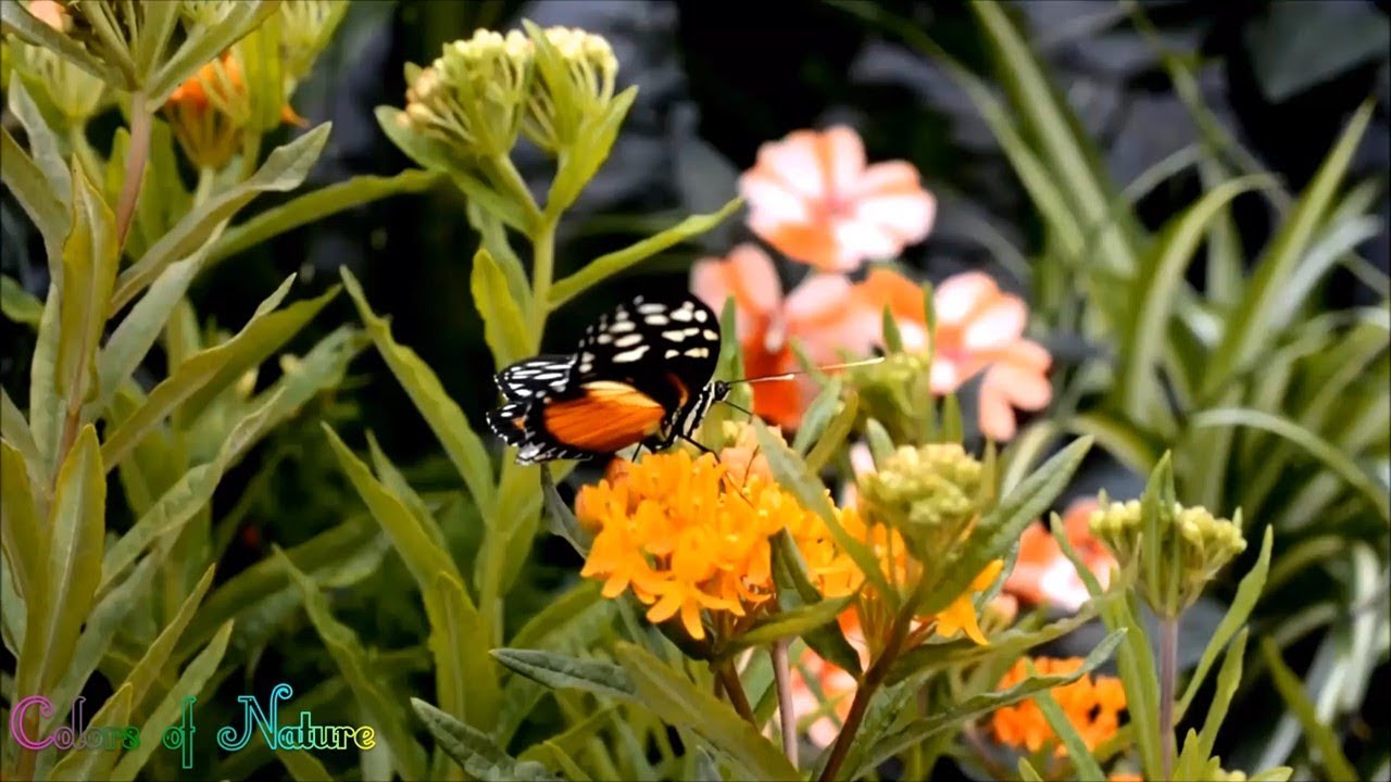 Colors of Nature Beautiful Flowers ,The Best Relaxing Garden Peaceful ...