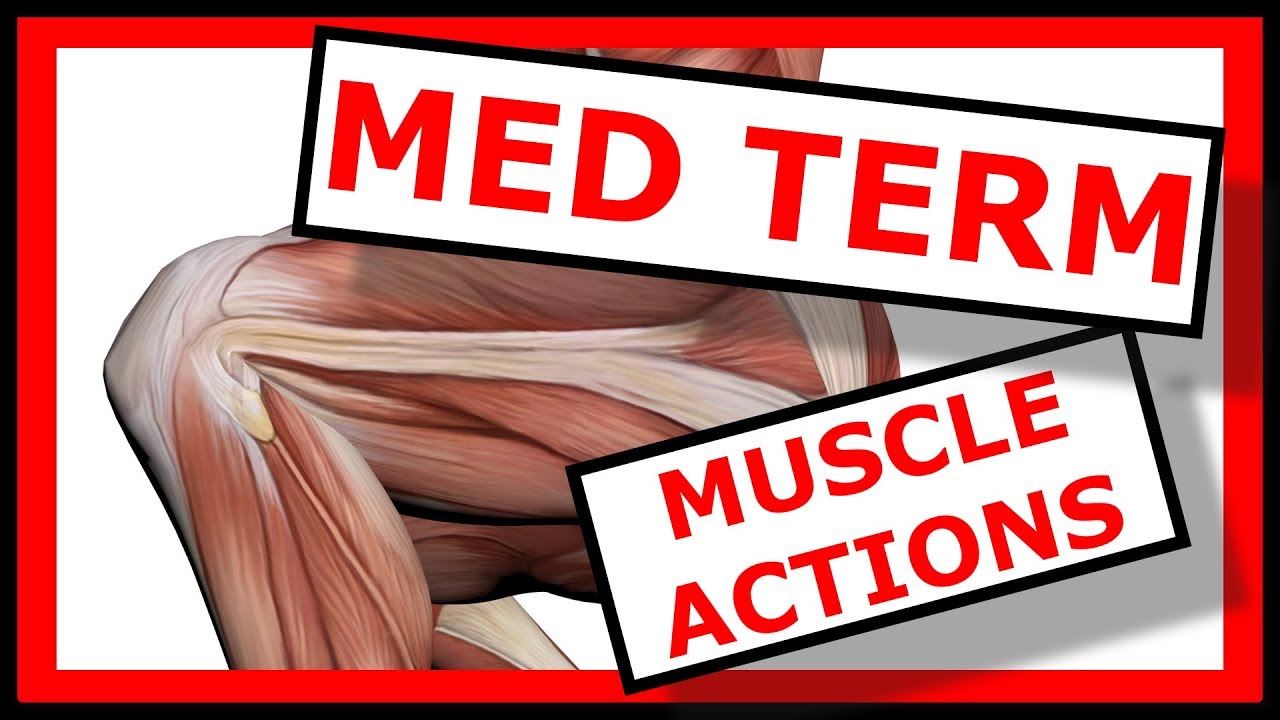 Medical Terminology Crash Course: Muscle Terms that Describe Actions ...