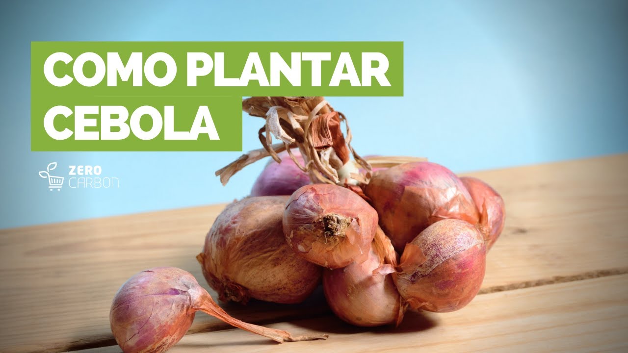 Como plantar cebolas - YouTube