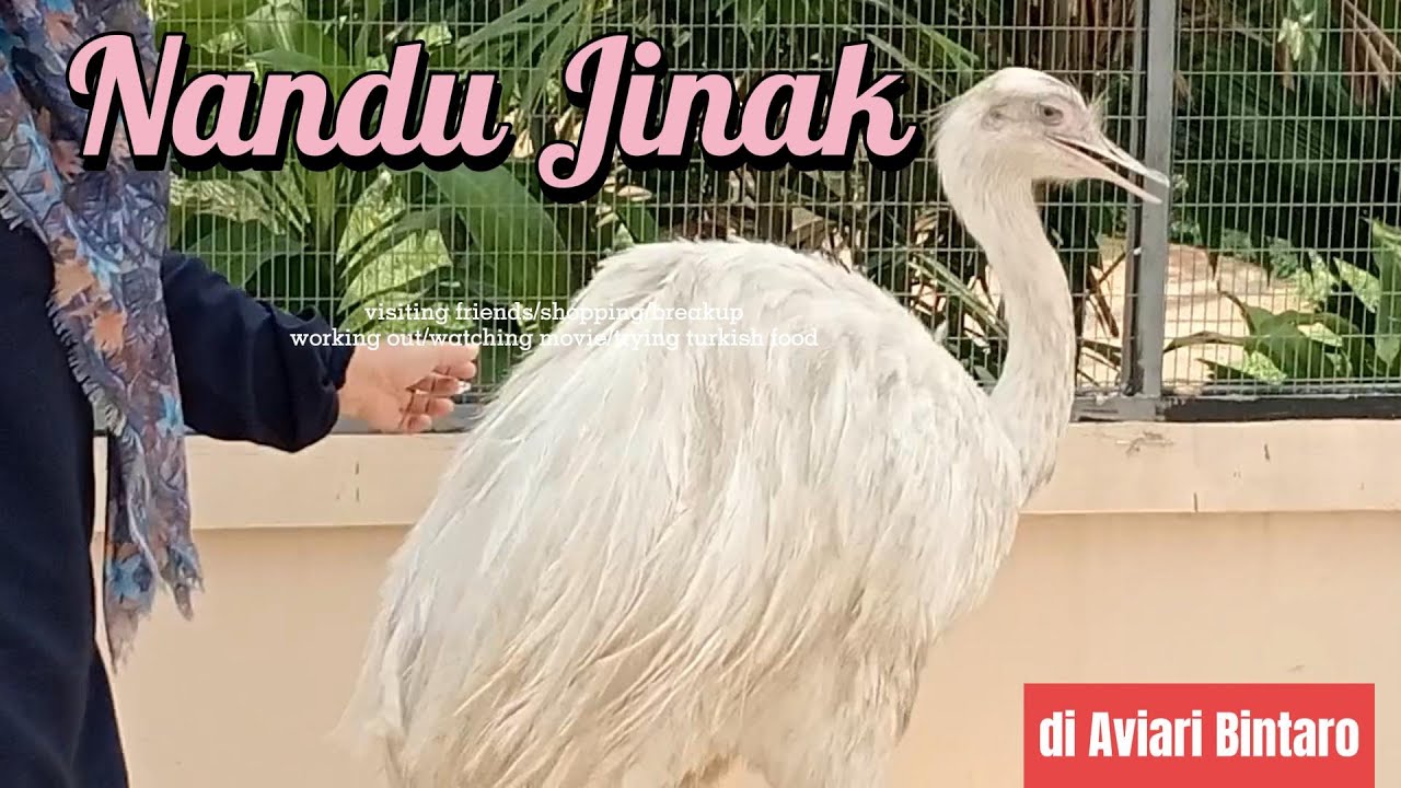 AVIARY PARK BINTARO || AVIARY INDONESIA@sutihsniatisolihah - YouTube