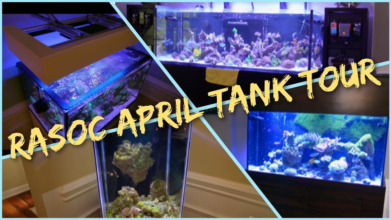 RASOC Edition: Reef Aquarium Society of Charlotte - Members Tank Tours ...