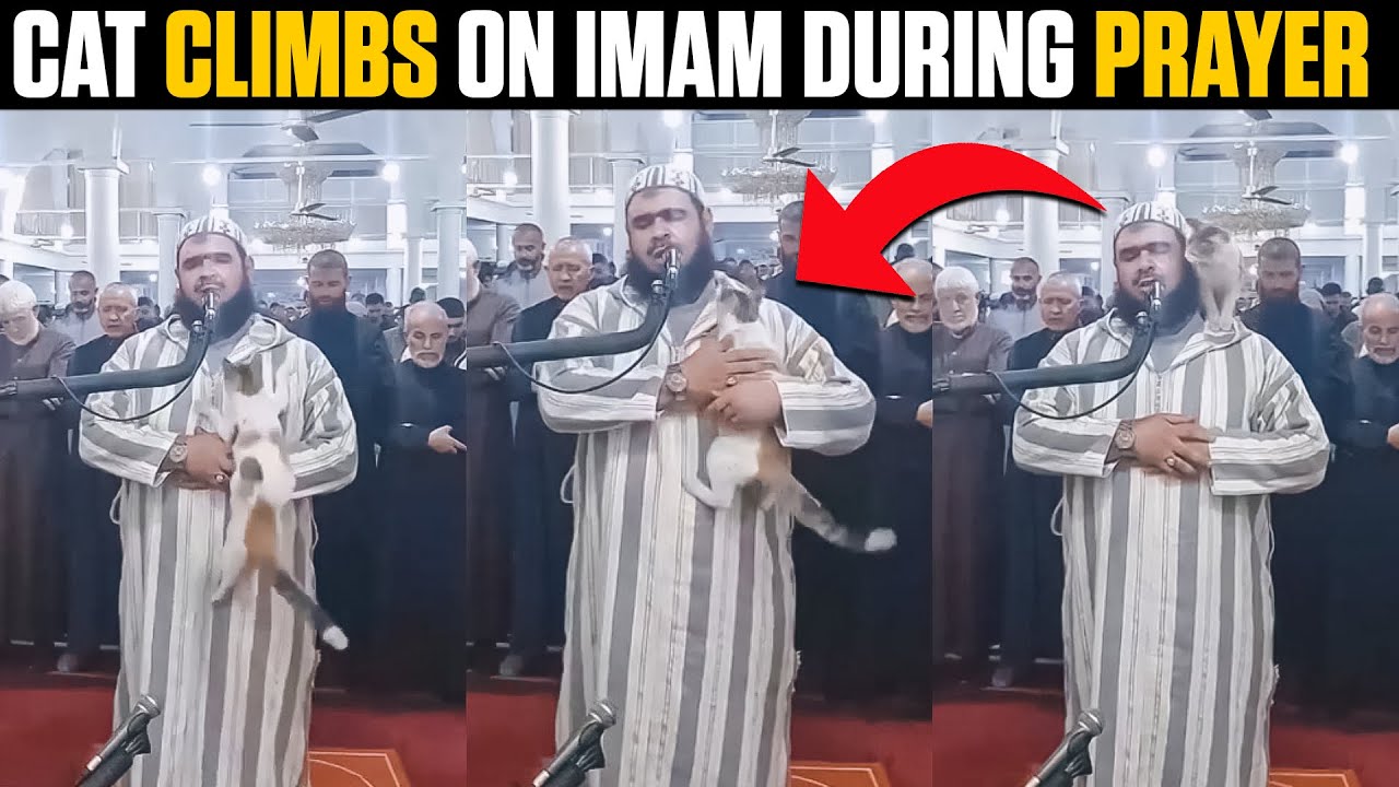 Cat Climbs On Imam Viral Video | Viral Video From Masjid - YouTube