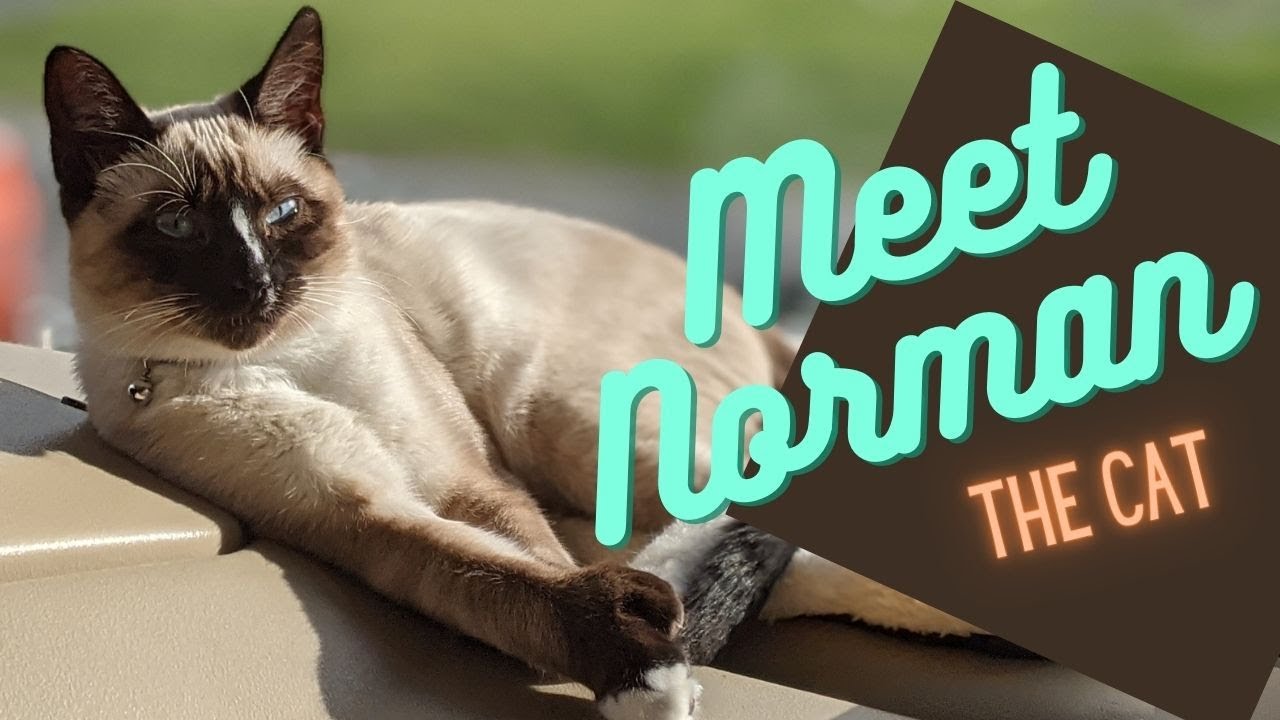 Introducing Norman the Cat - YouTube
