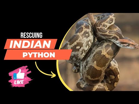 Rescuing of a Giant Indian Python From a residential Hut @Golden Tree ...