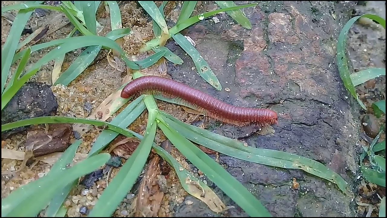 millipede sri lankan millipede #millipede ශ්‍රී ලංකාවේ හැකරැල්ලා - YouTube