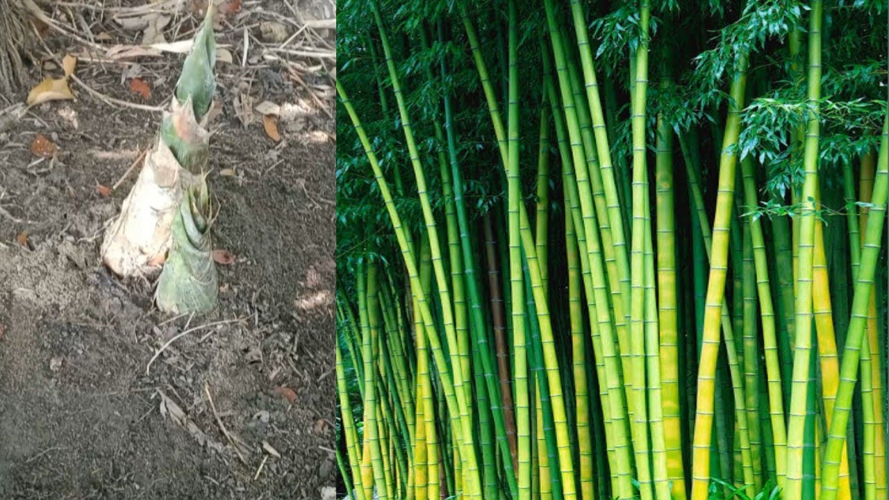 How to grow bamboo tree /Bamboo tree grow at home good idia - YouTube