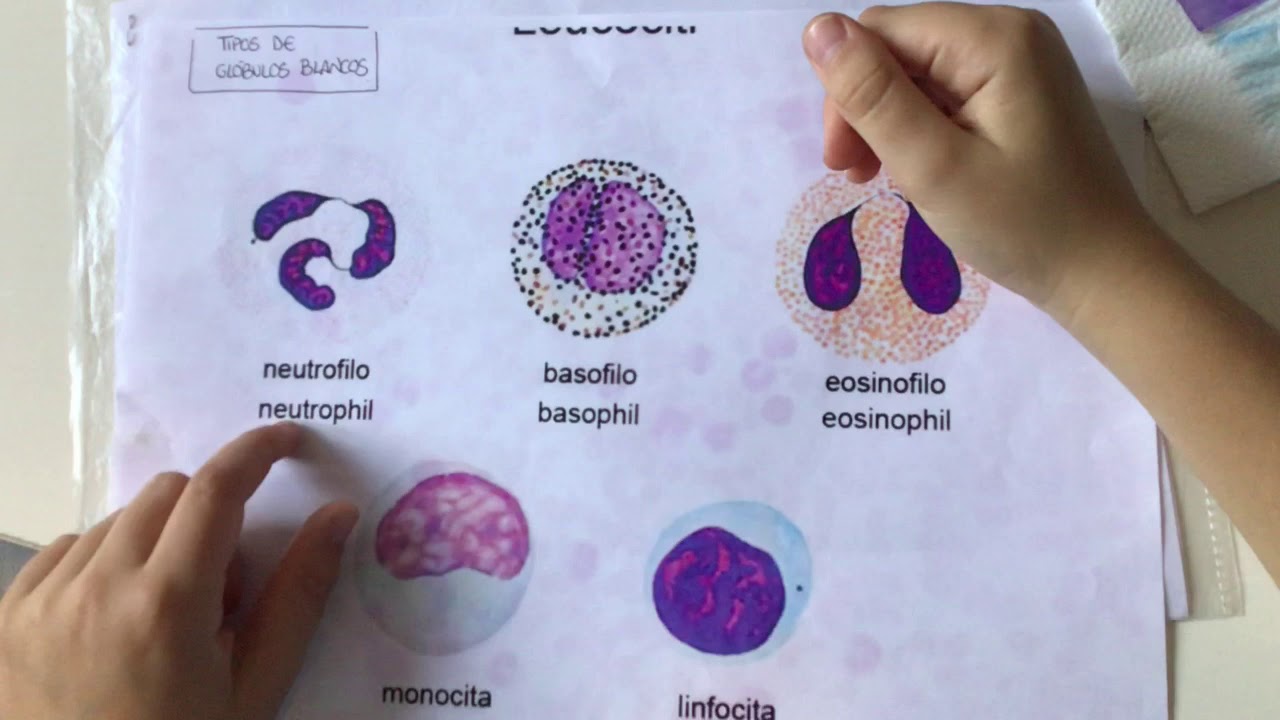 Observando la sangre al microscopio - YouTube