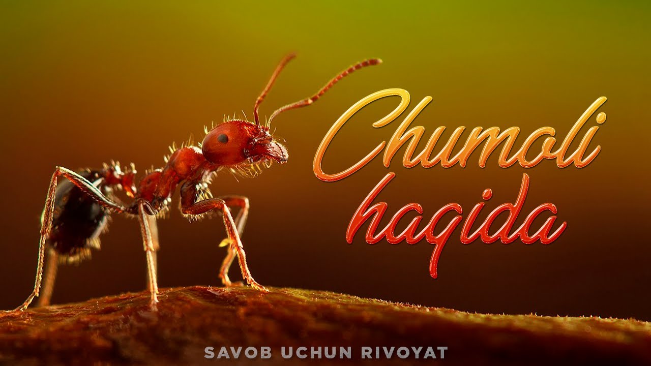 CHUMOLI HAQIDA | SAVOB UCHUN RIVOYAT - YouTube