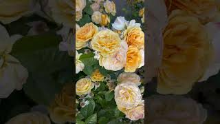 Berkeley Rose Garden