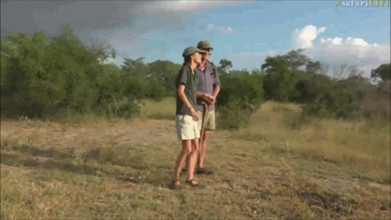 Safari Live : Brent explains Bokdrol Spoek then Jamie and him have a ...