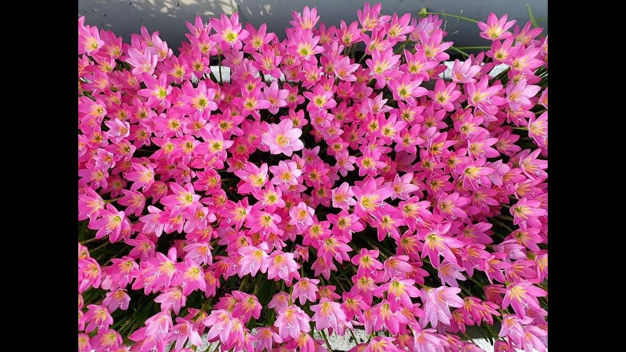 Rain lily -The princess of the rainy season - YouTube