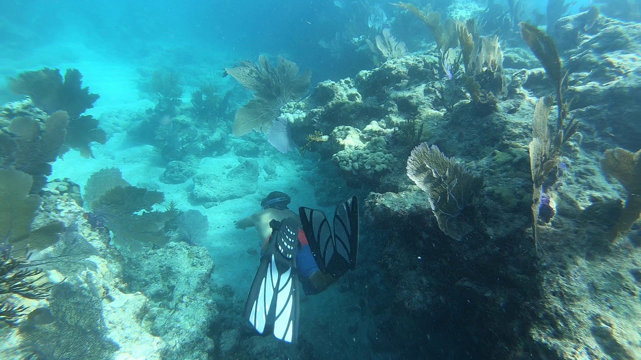 Free diving in Looe Key Reef - YouTube