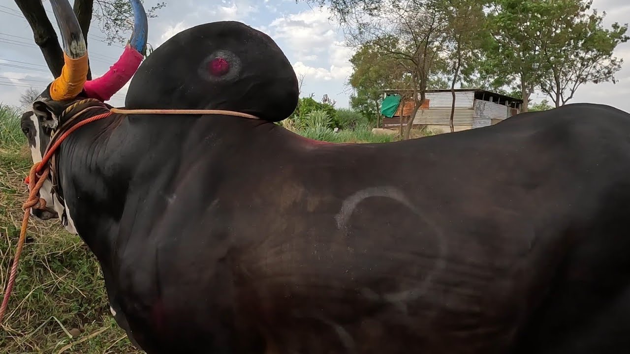 कोरेगाव मैदान / निशाण मुलाखत / khillar cow - YouTube