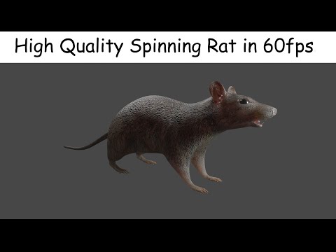 High Quality Rat Spinning in 60fps - YouTube