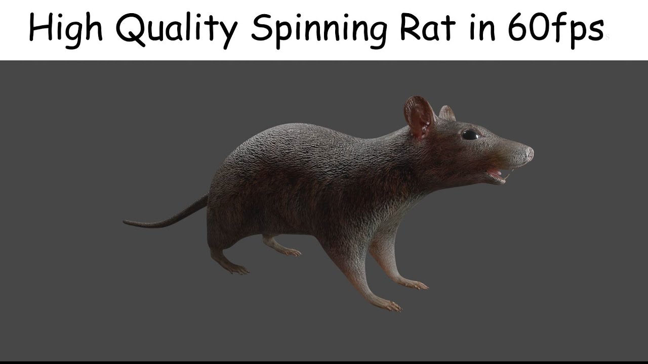 High Quality Rat Spinning in 60fps - YouTube