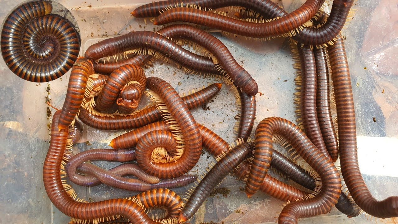 Amazing capture of affection giants Insect Millipede Catch Insects ...