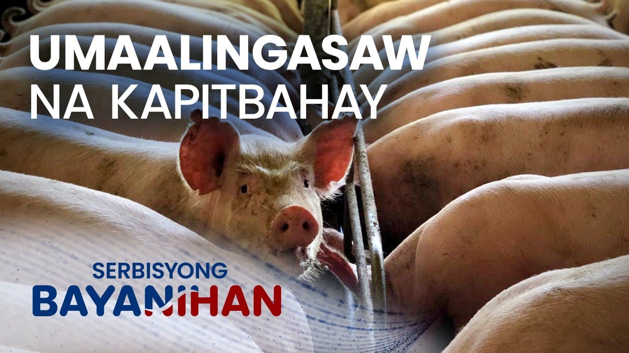 Pwede bang kasuhan ang nag-aalaga ng baboy na umaalingasaw ang amoy ...