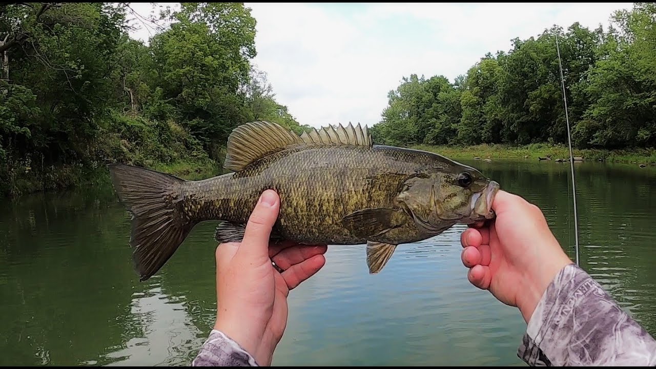 Skitter Pop Smallmouth - Wade Fishing the Raccoon River - YouTube
